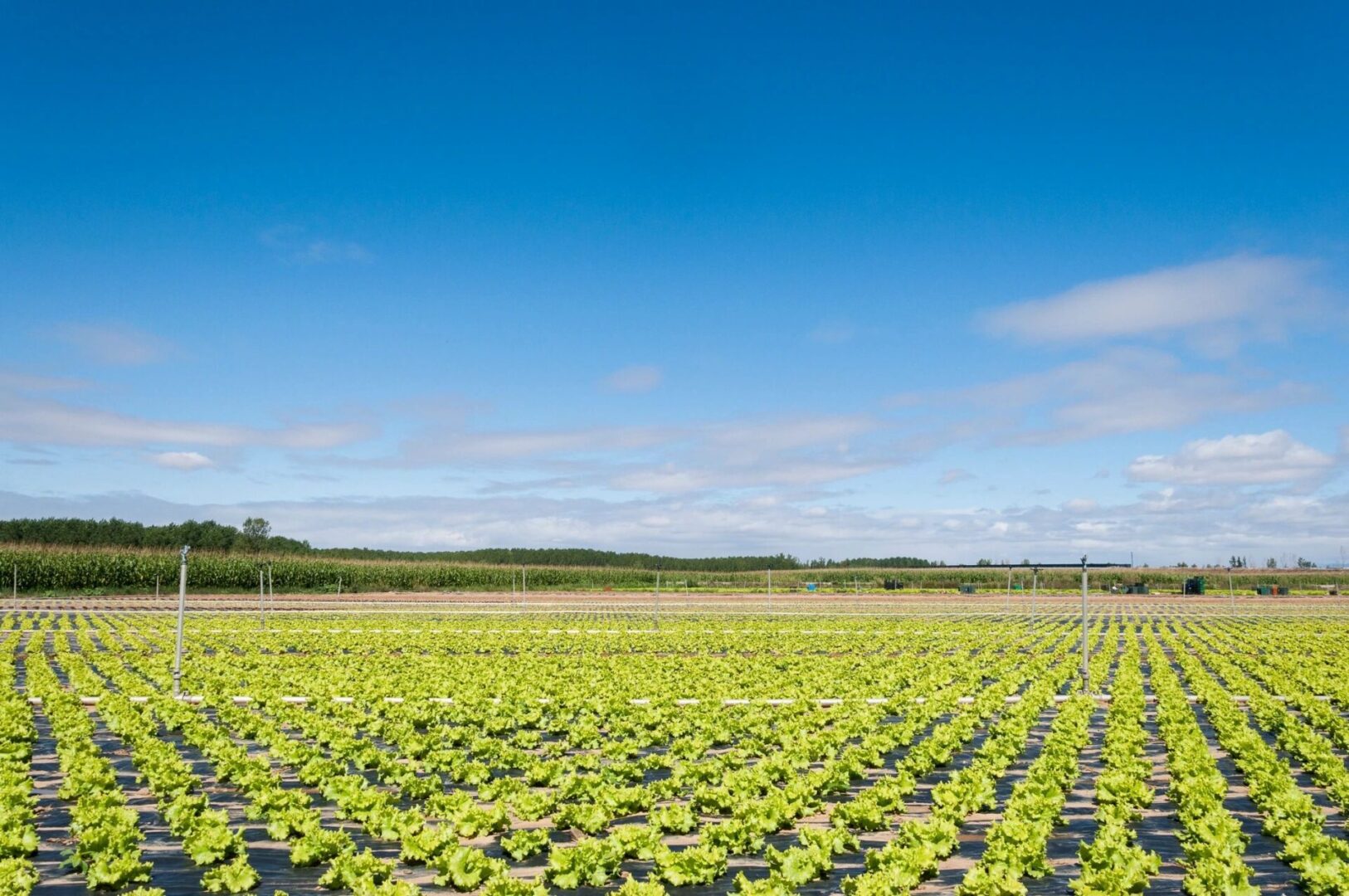 Napoles Irrigation Contact - Napoles Irrigation